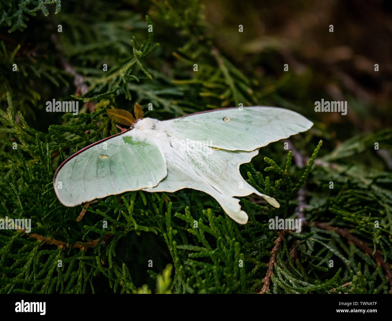 A Japanese luna moth, actias artemis, rests on a tree in Yamato ...