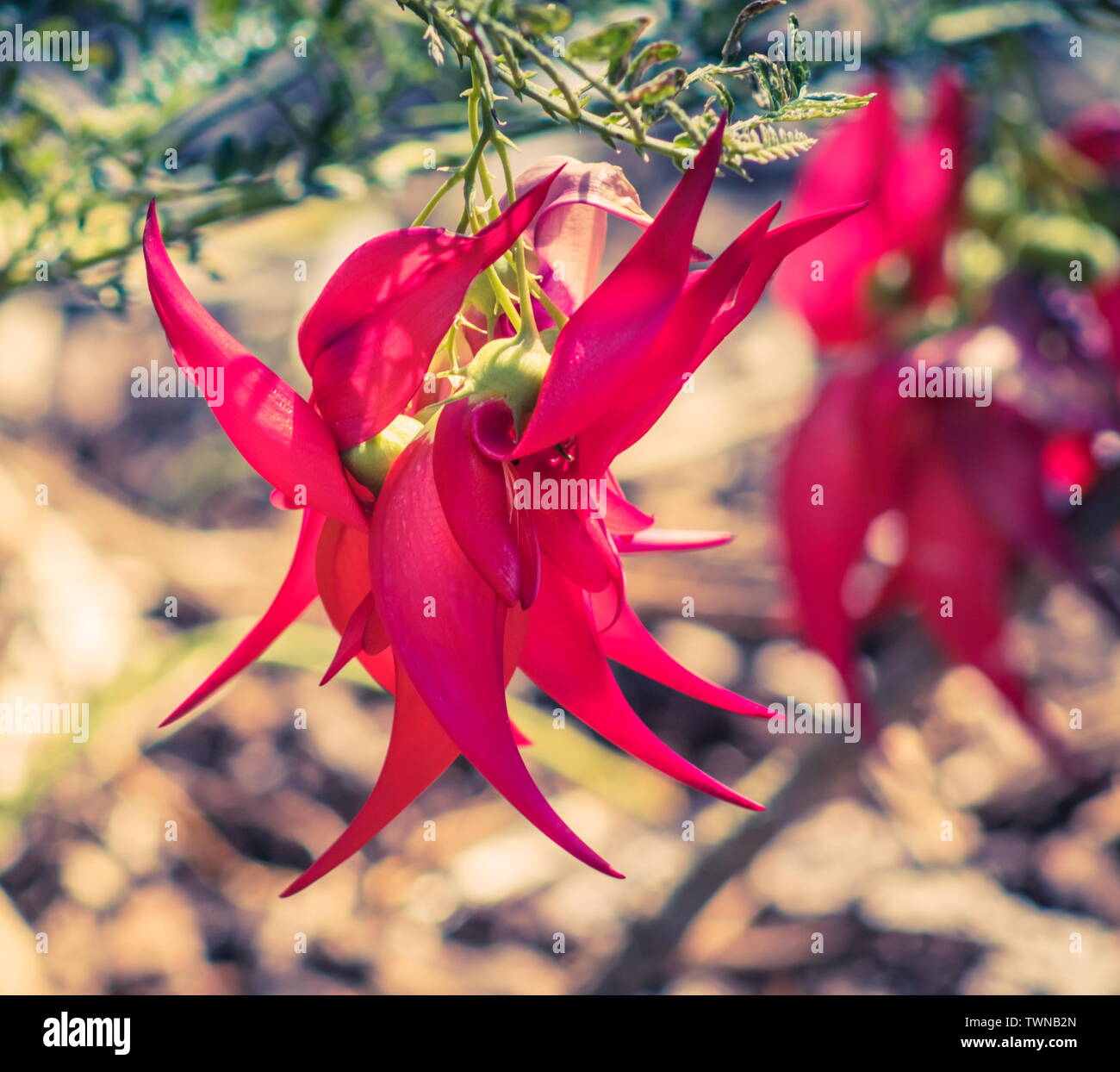 Close up image of a Clianthus Flower, commonly known as kakabeak, a ...