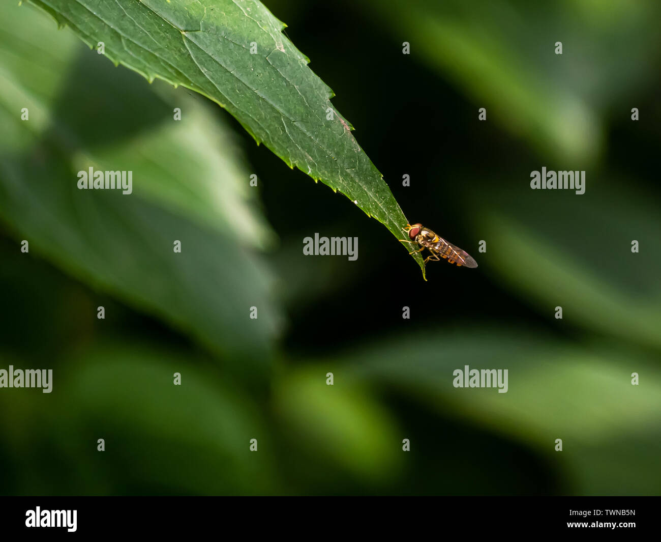 A Japanese syrphini hoverfly rests on the end of a broad leaf in a ...