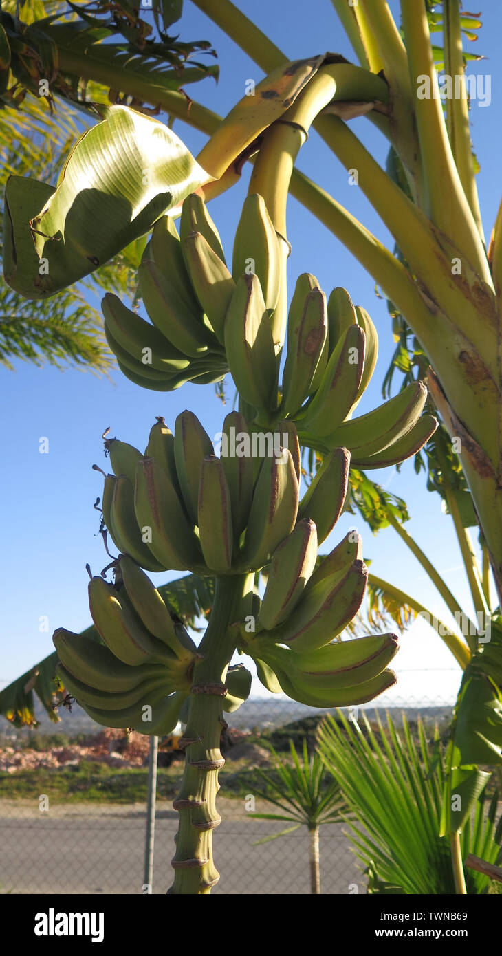 Banana cluster hi-res stock photography and images - Alamy
