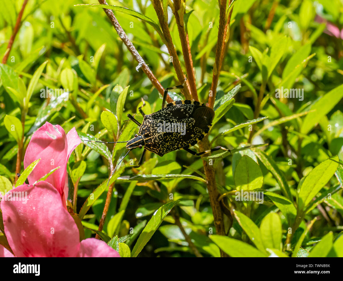 A yellow spotted stink bug, erthesina fullo, on a hedgerow of azalea ...