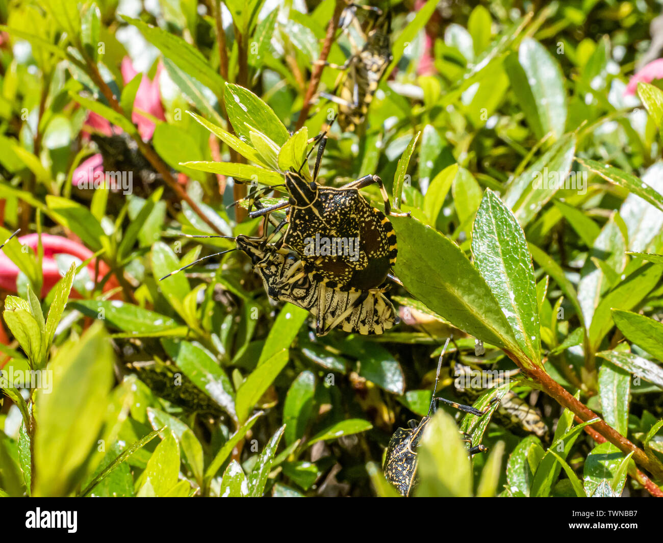 A yellow spotted stink bug, erthesina fullo, on a hedgerow of azalea ...