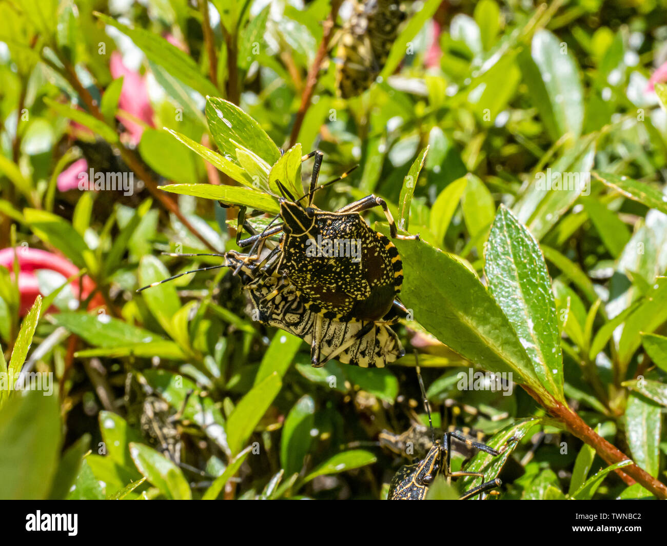 A yellow spotted stink bug, erthesina fullo, on a hedgerow of azalea ...