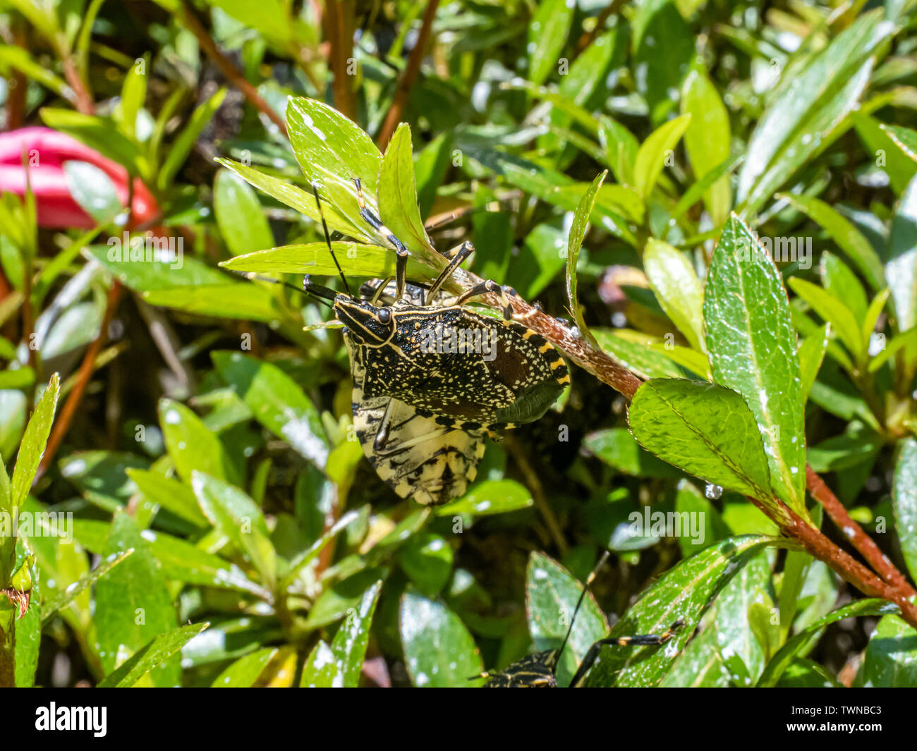A yellow spotted stink bug, erthesina fullo, on a hedgerow of azalea ...