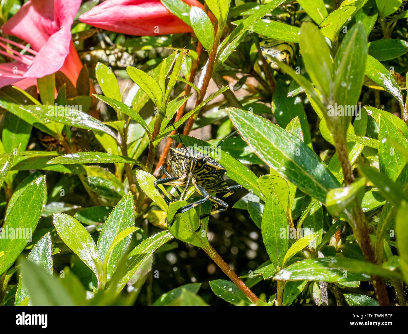 A yellow spotted stink bug, erthesina fullo, on a hedgerow of azalea ...