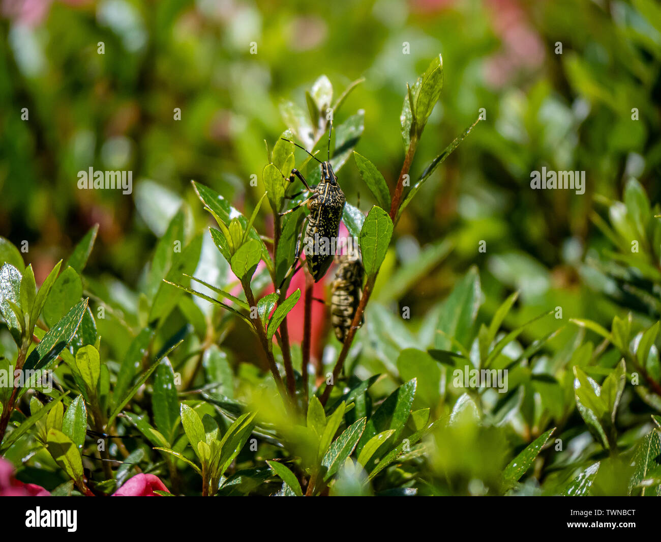 A yellow spotted stink bug, erthesina fullo, on a hedgerow of azalea ...