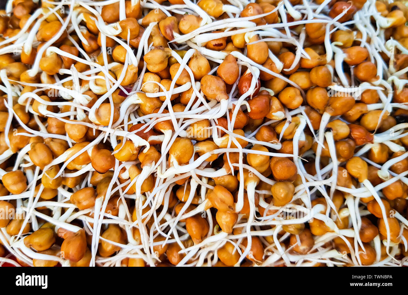 closeup view of sprouted chickpea bengal gram with white long roots ...