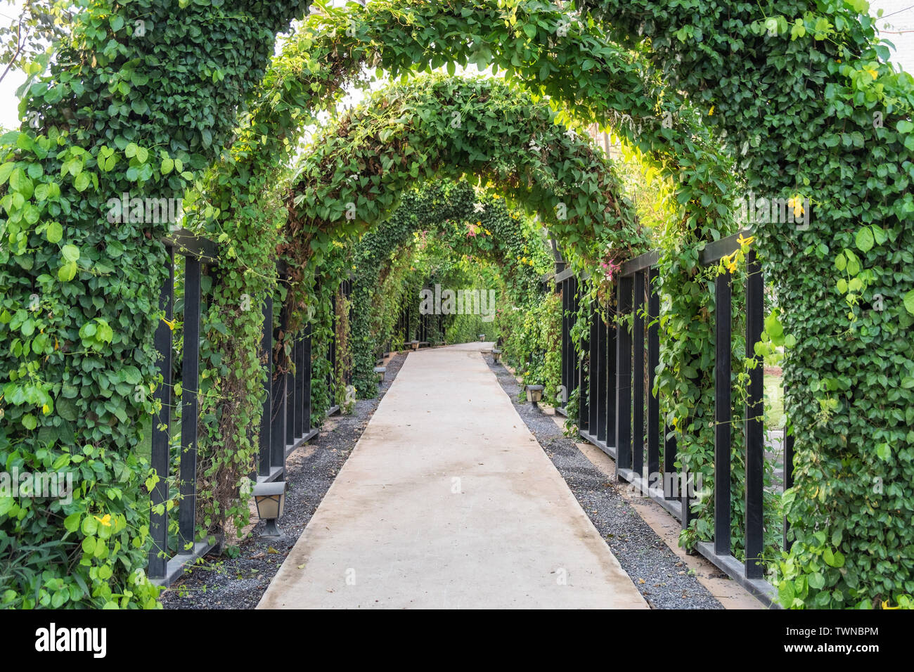 Tunnel pathway in tree green shady Stock Photo - Alamy