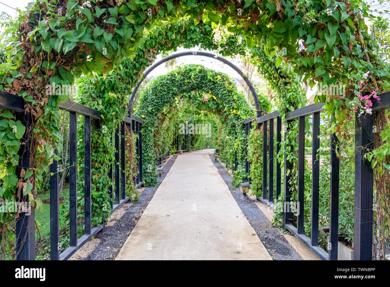 Tunnel pathway in tree green shady Stock Photo - Alamy