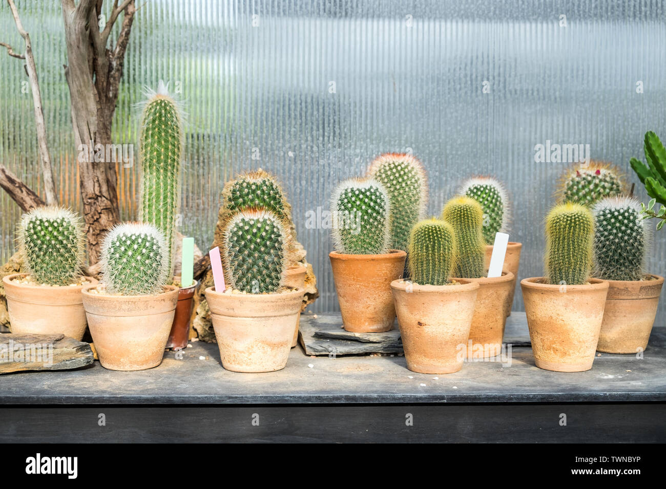 Horticulture plank hi-res stock photography and images - Alamy