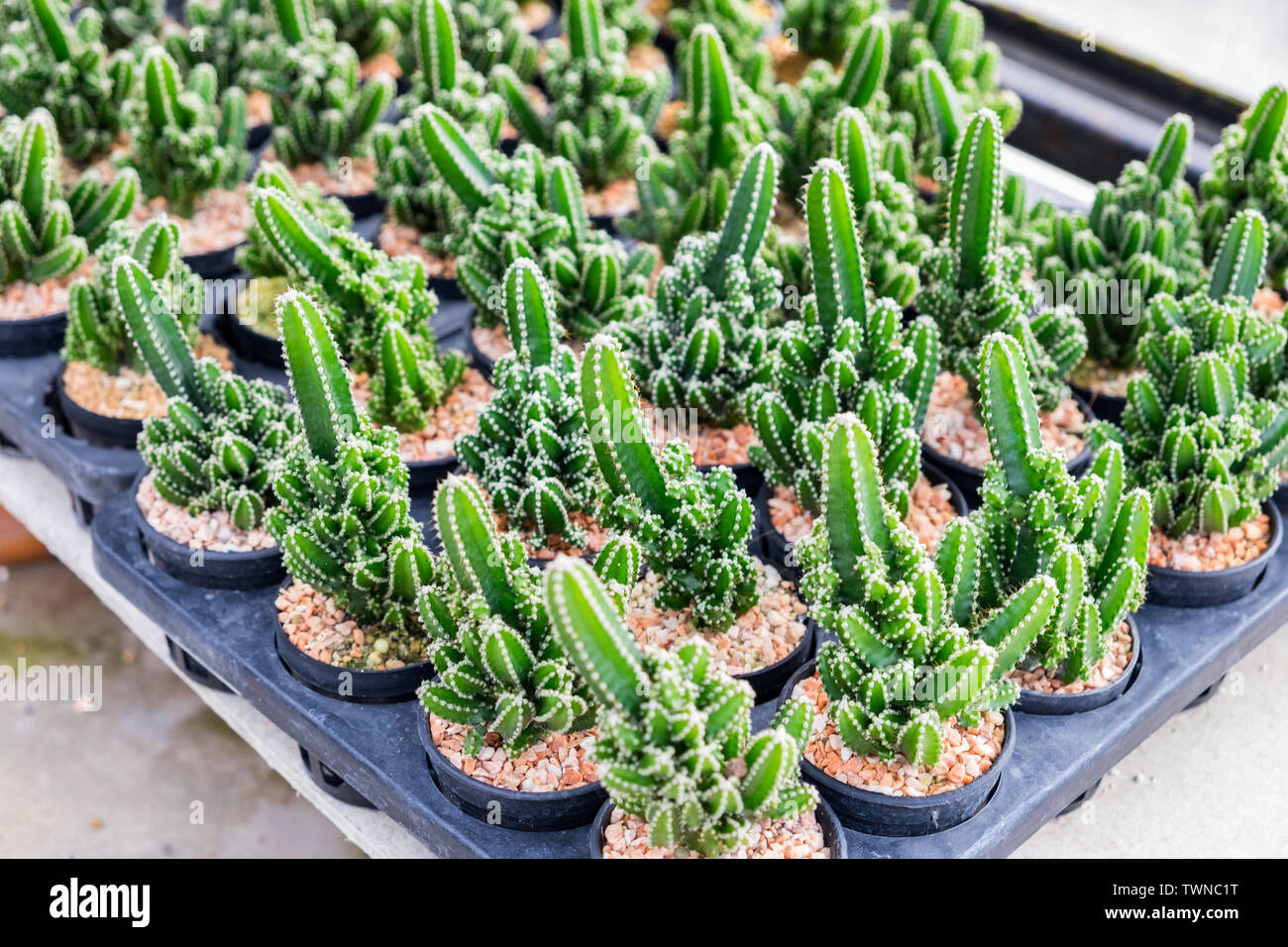 Cactus plant row cultivate on black tray Stock Photo - Alamy