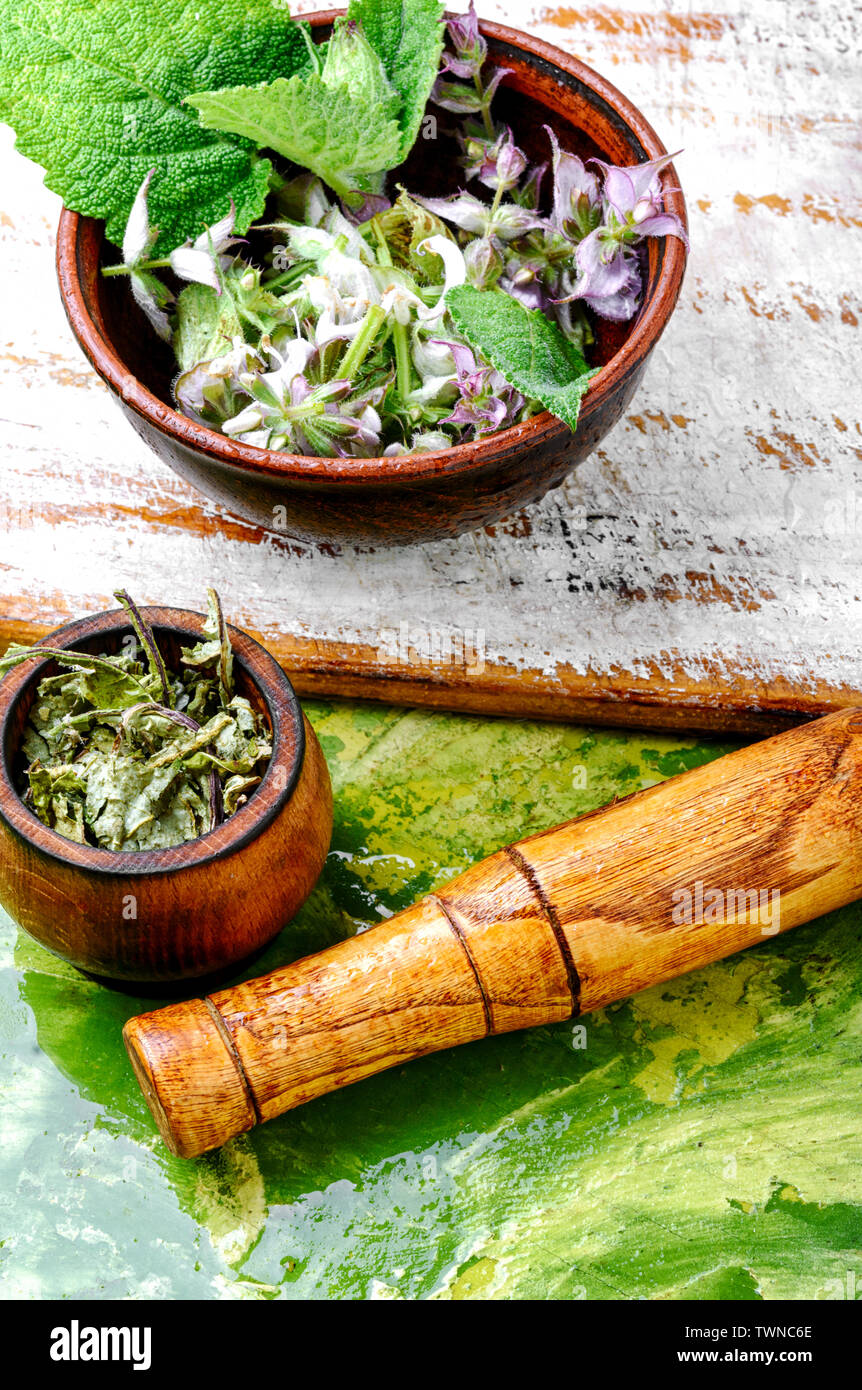 Medicinal herb Salvia officinalis.Fresh sage herb.Clary sage Stock ...