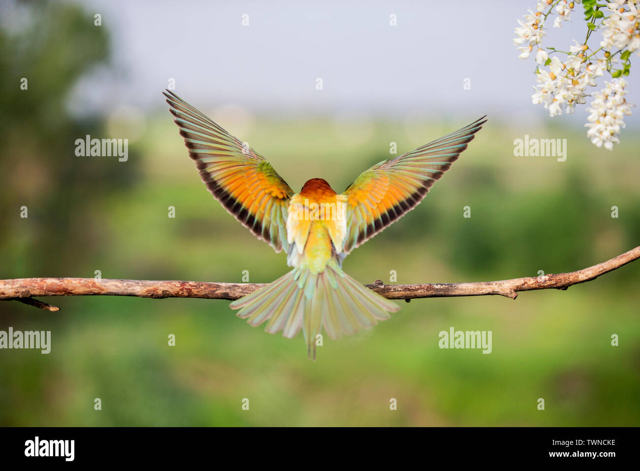 Bird tree summer wings hi-res stock photography and images - Alamy