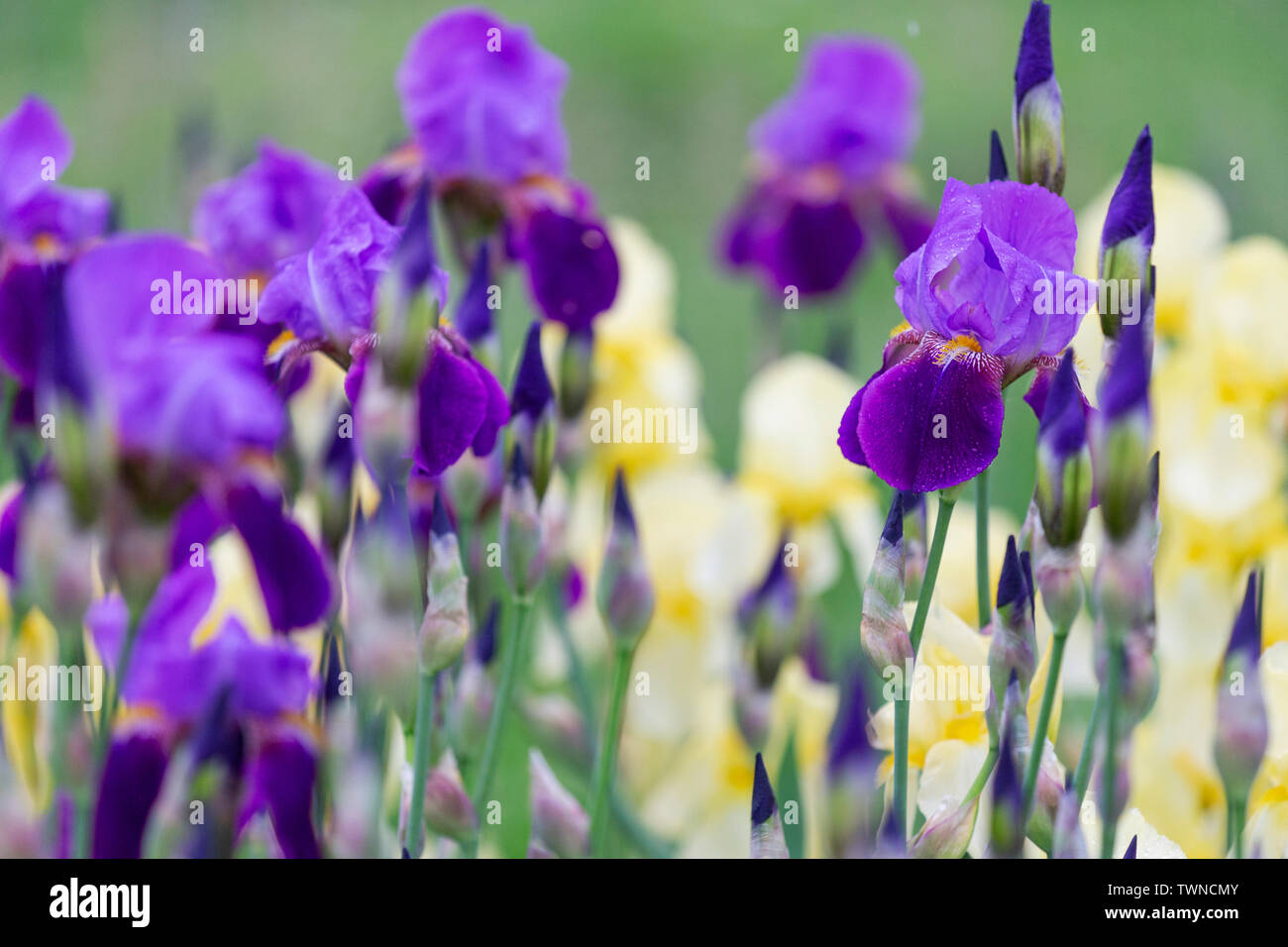 Purple flower border background hi-res stock photography and images - Alamy