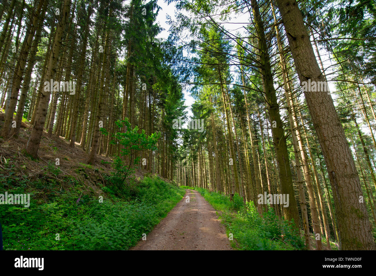 foot path in the black forest in germany near Nordrach Stock Photo - Alamy