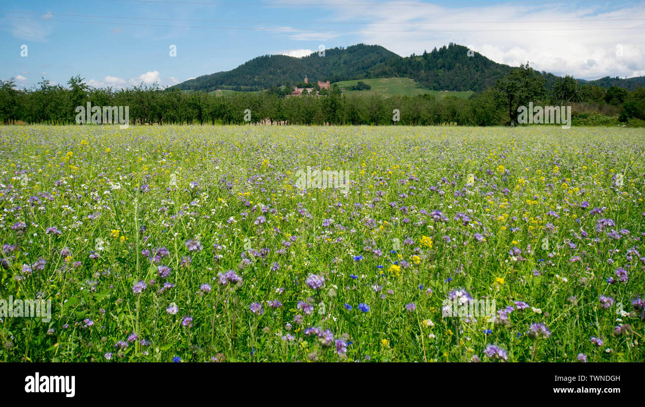 The castle Ortenberg in the Kinzig valley in Germany Stock Photo - Alamy