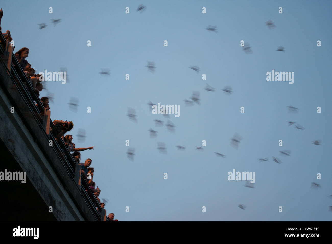 Bats under congress avenue bridge hi-res stock photography and images ...