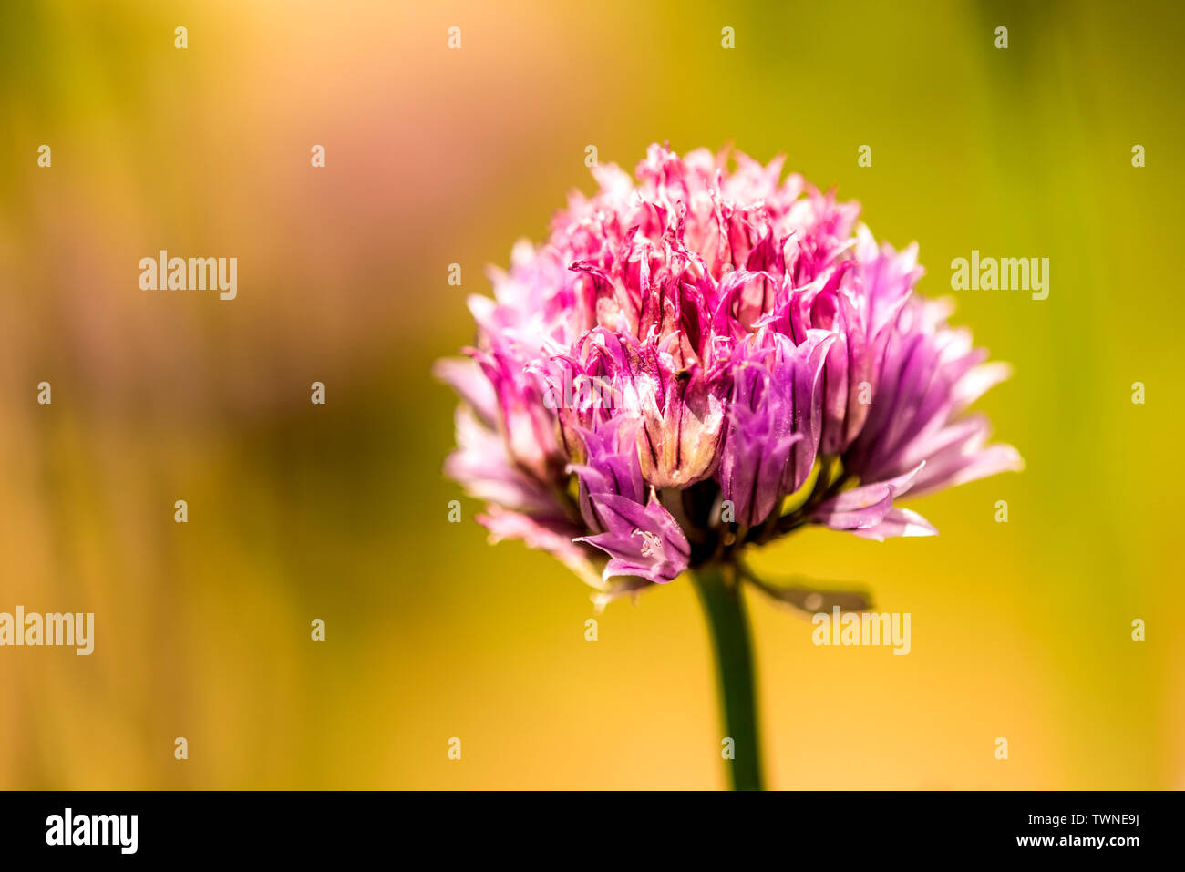 blooming chive in spring with blurred yellow background Stock Photo - Alamy