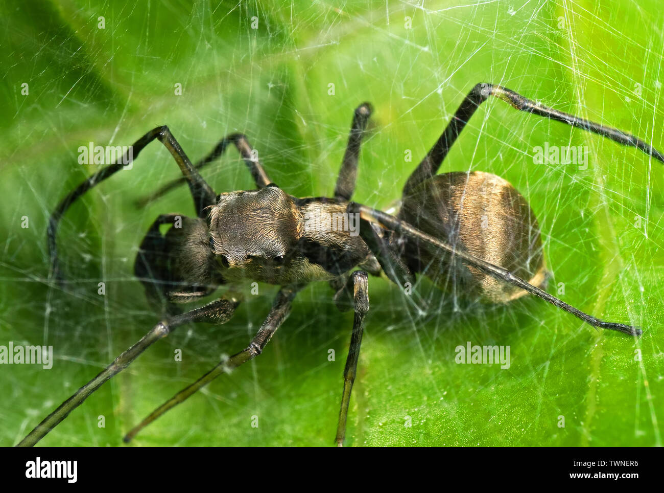 Macro Photography of Ant Mimic Jumping Spider in Web on Green Leaf ...