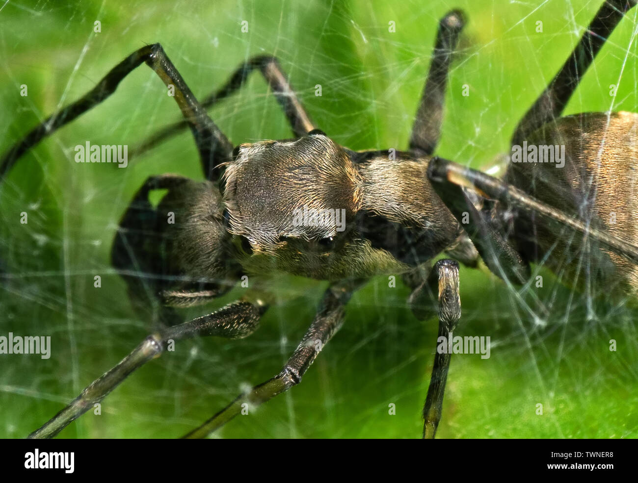 Macro Photography of Ant Mimic Jumping Spider in Web on Green Leaf ...
