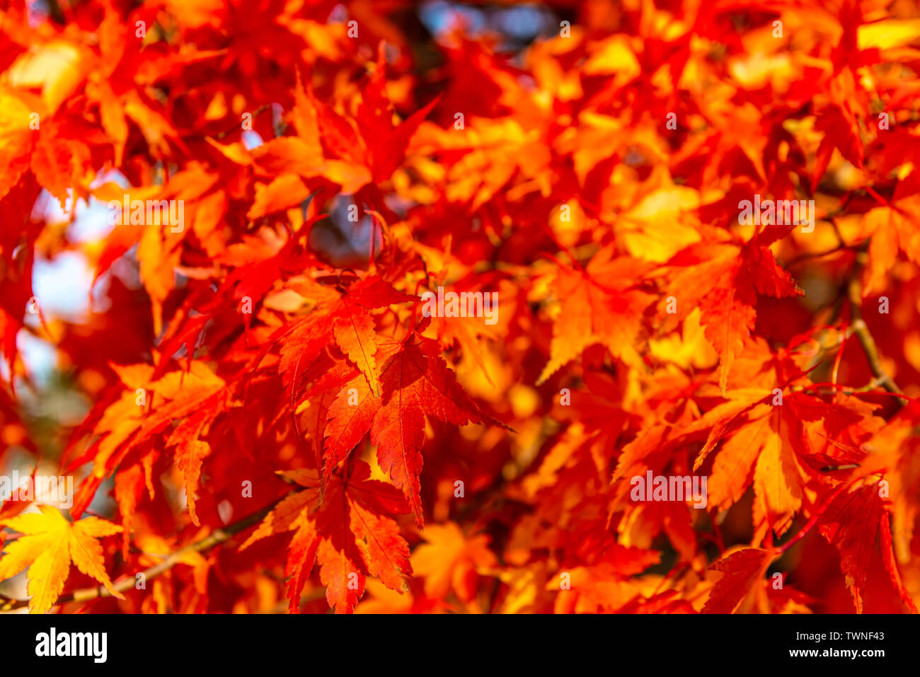 beautiful japanese red maple tree, autumn background Stock Photo - Alamy beautiful japanese red maple tree, autumn background Stock Photo - Alamy