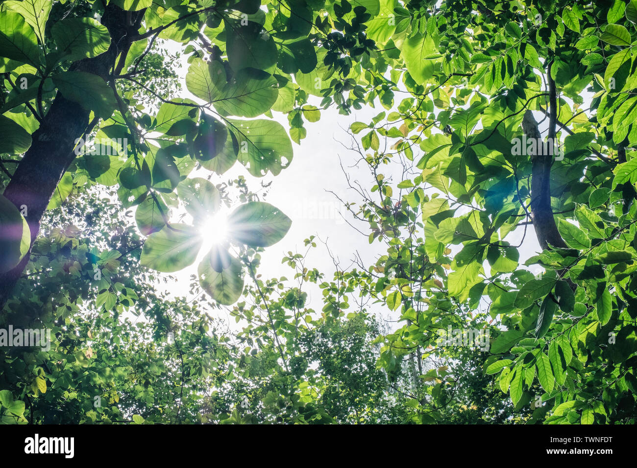 Tropical Rainforest Sunlight