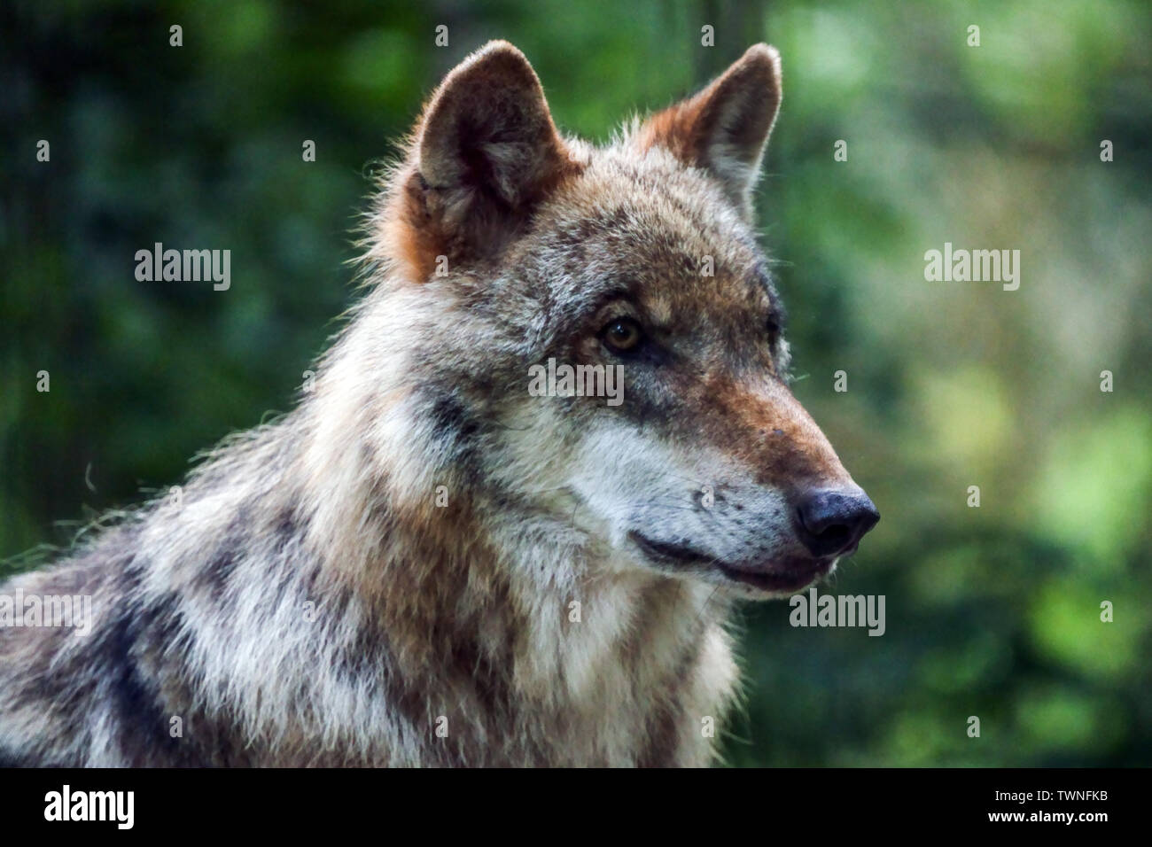 Wolf Face Side View Artic wolf side view head shot in winter - Buy this ...