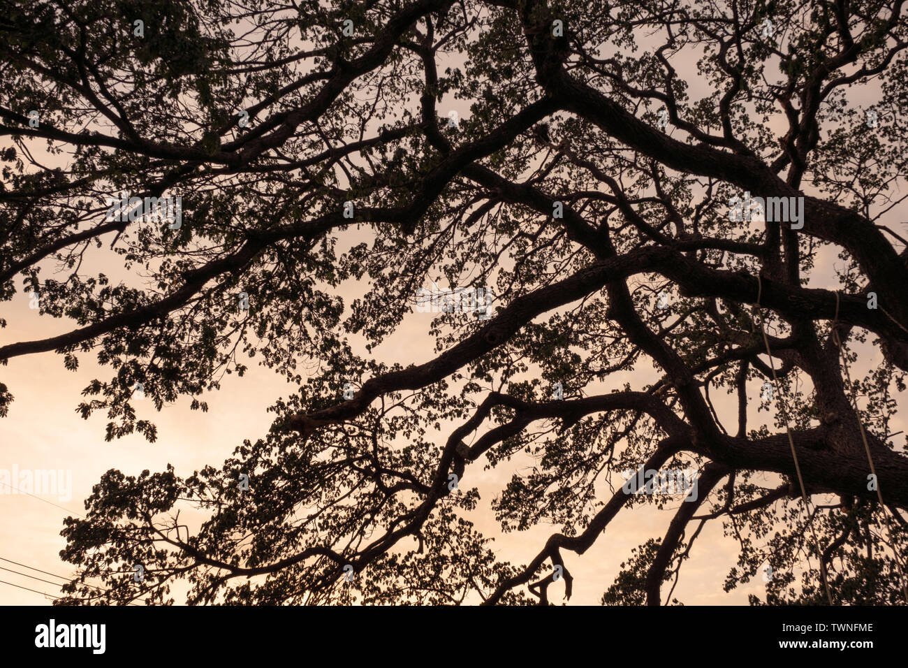Samanea saman big rain tree hi-res stock photography and images - Alamy