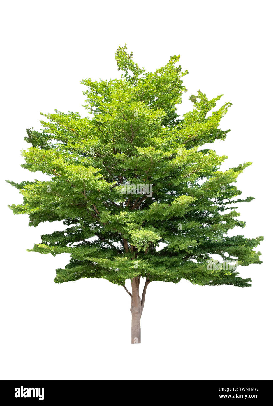 Shade shady tree Cut Out Stock Images & Pictures - Alamy