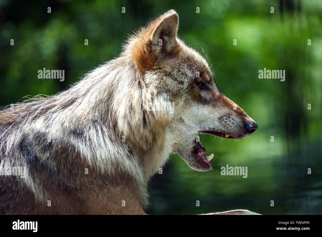Wolf open mouth hi-res stock photography and images - Alamy