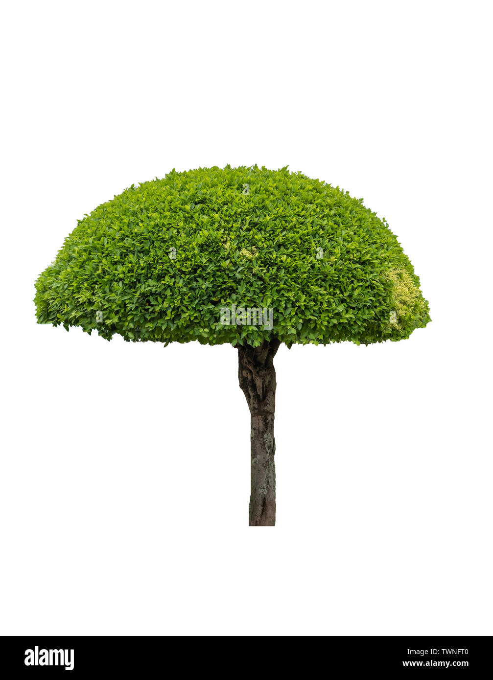 Green bush shape banyan tree with trunk. isolated on white background ...