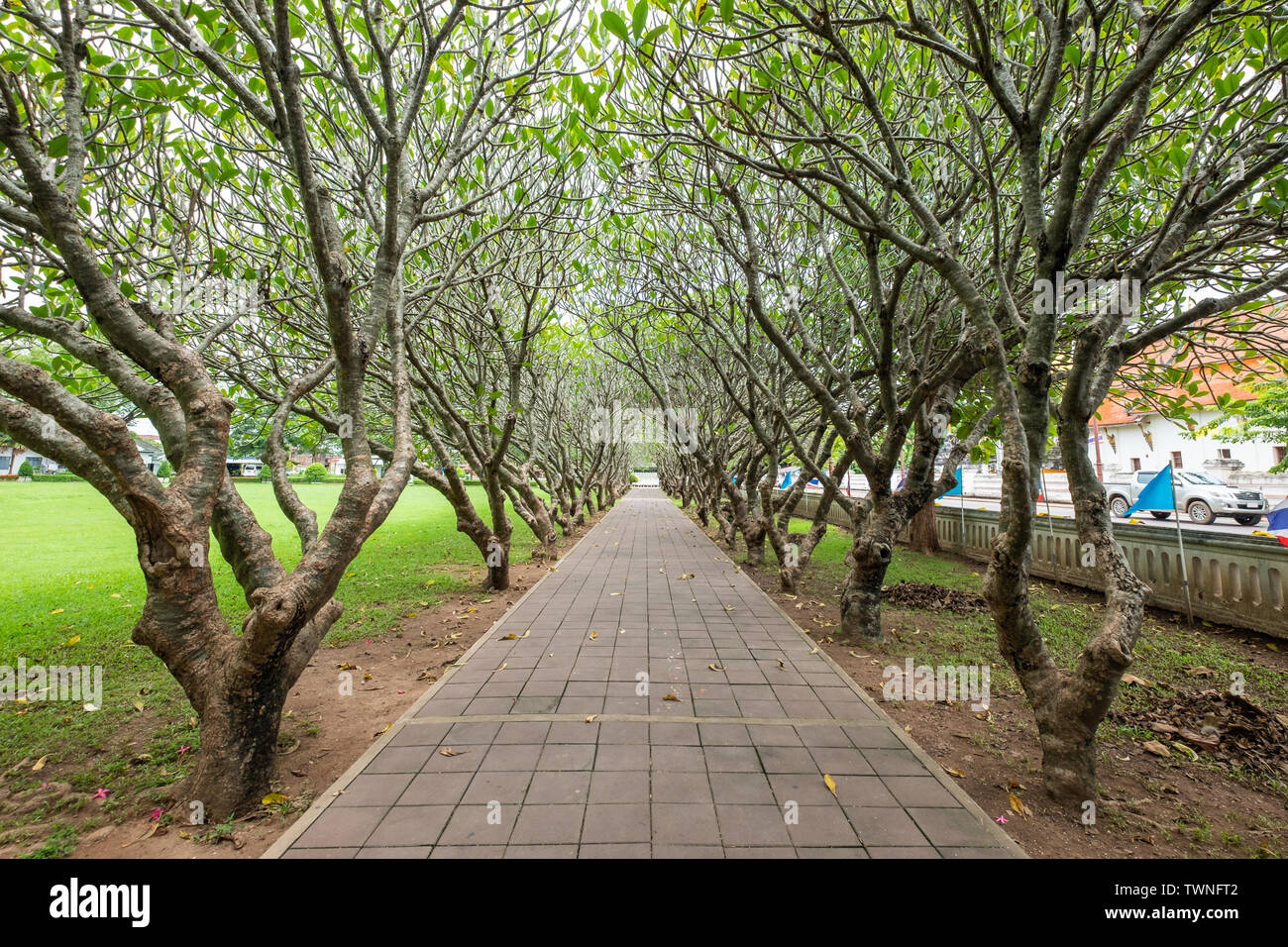 Empty pathway in plumeria tree garden Stock Photo - Alamy