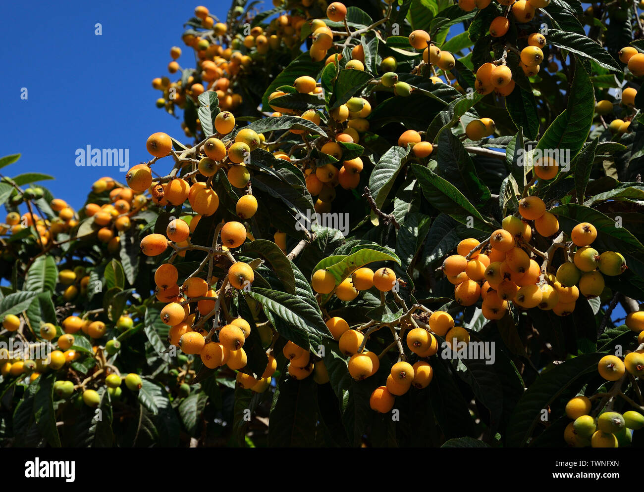 Branches of medlar tree with numerous ripe fruits and ready to collect ...