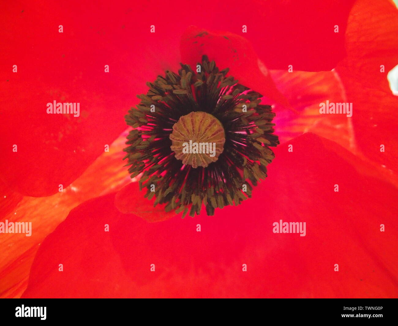 Red poppy black centre hi-res stock photography and images - Alamy