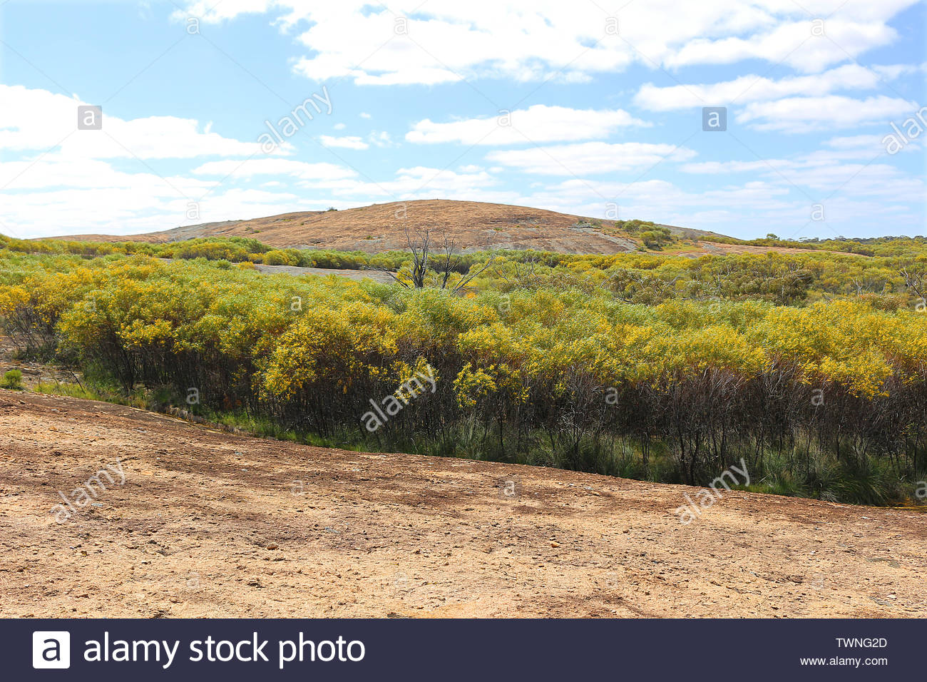 Acacia Trees Australia High Resolution Stock Photography and Images - Alamy