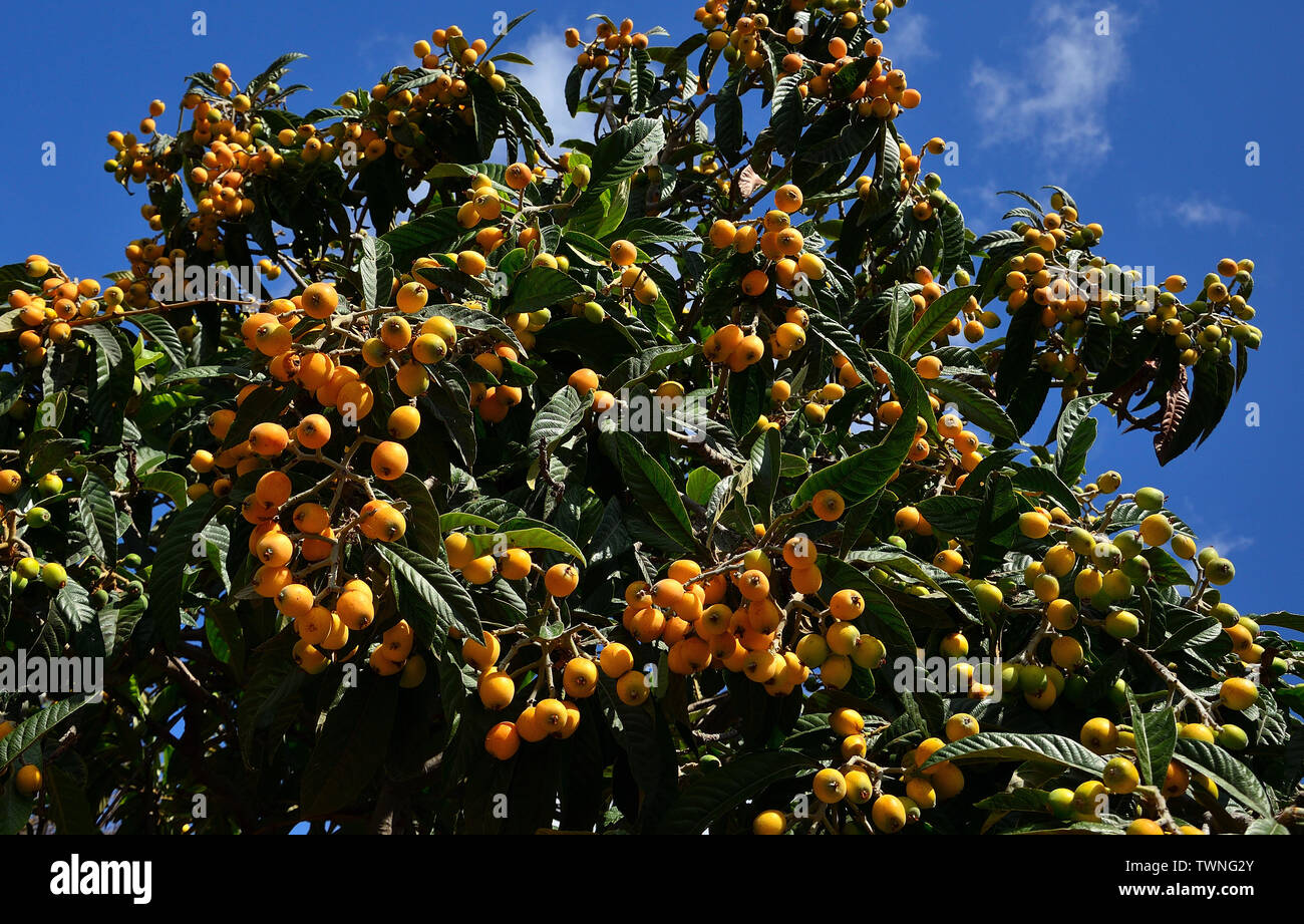 Medlar tree with numerous ripe fruits ready to collect and blue sky ...