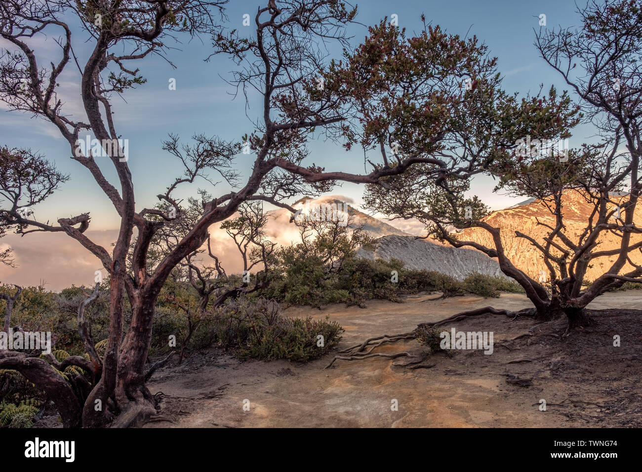 Landscape tropical evergreen rainforest on active volcano Stock Photo ...
