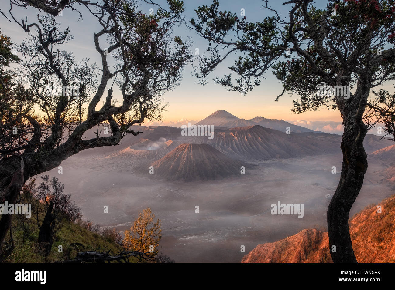 Mount volcano an active with tree frame at sunrise. Bromo Tengger ...
