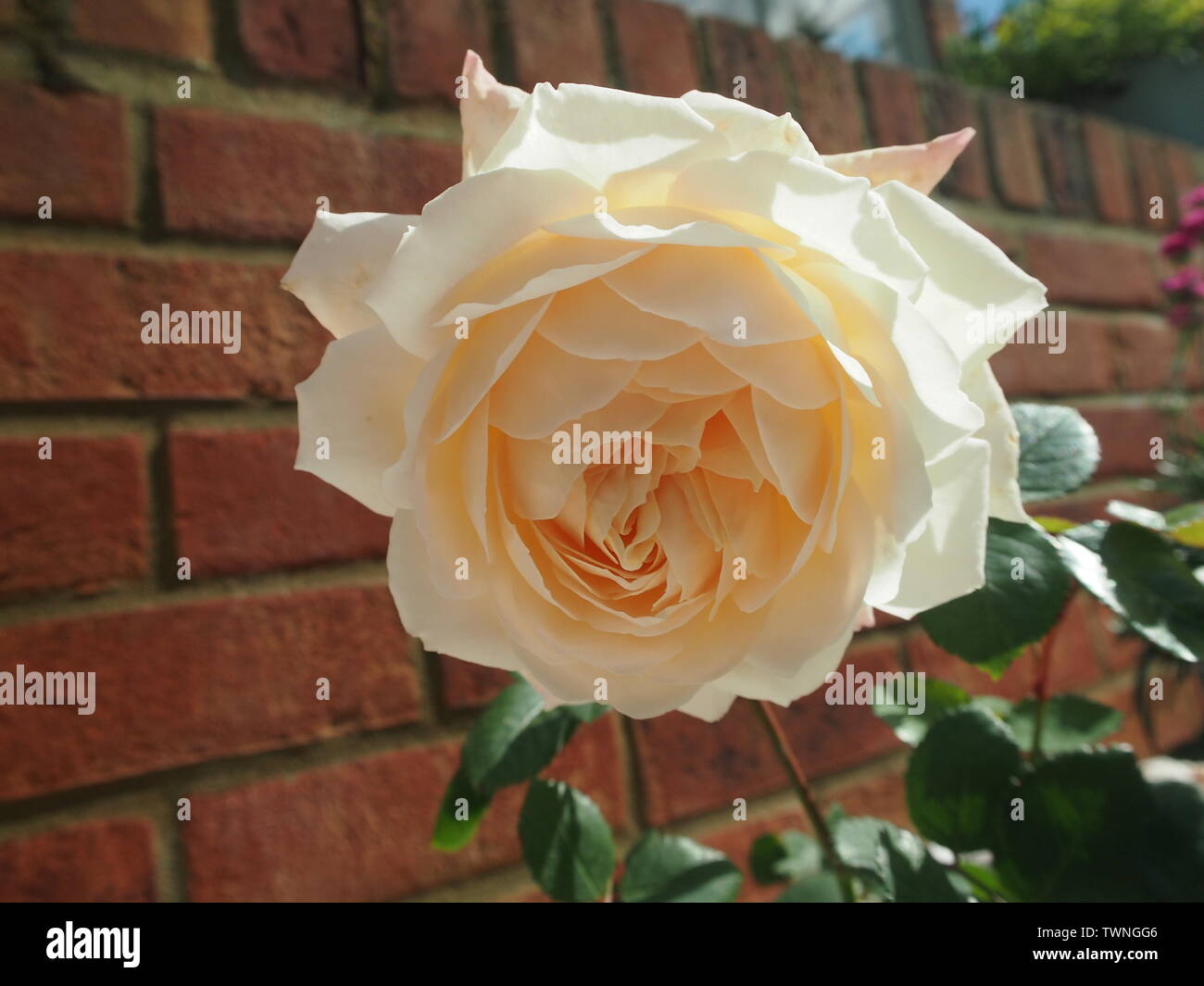 Single cream coloured rose in the sunshine Stock Photo - Alamy