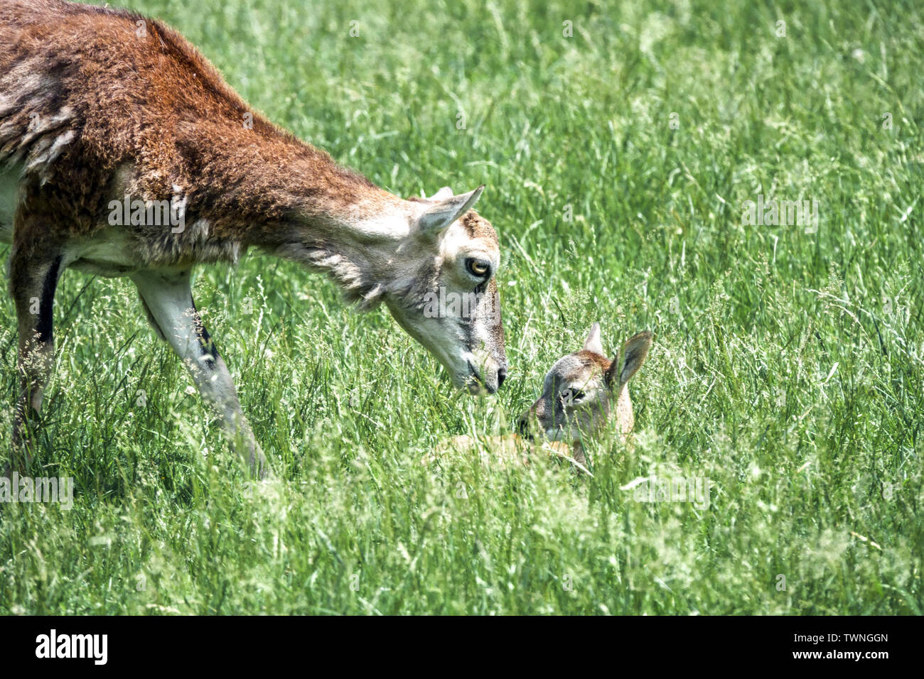 Female mouflon Baby lamb, a ewe with cub in grassy meadow Ovis ...