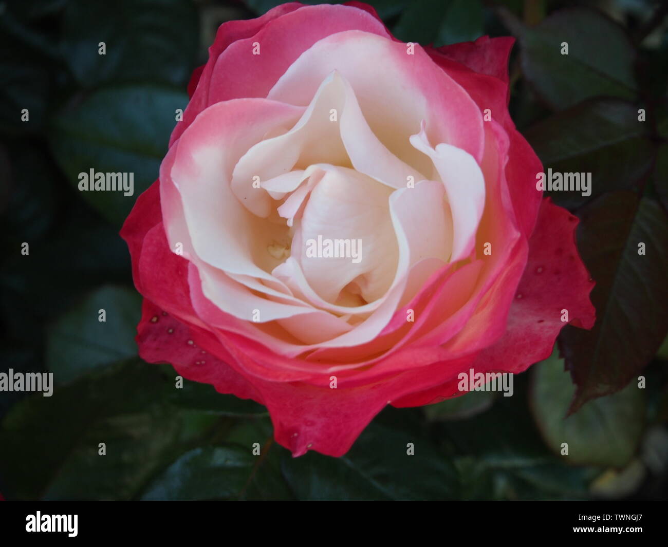 Red and white rose, "Nostalgie" in bloom Stock Photo - Alamy