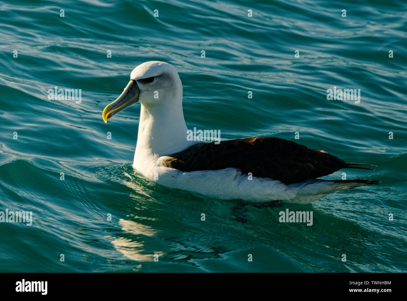 Albatross side on hi-res stock photography and images - Alamy