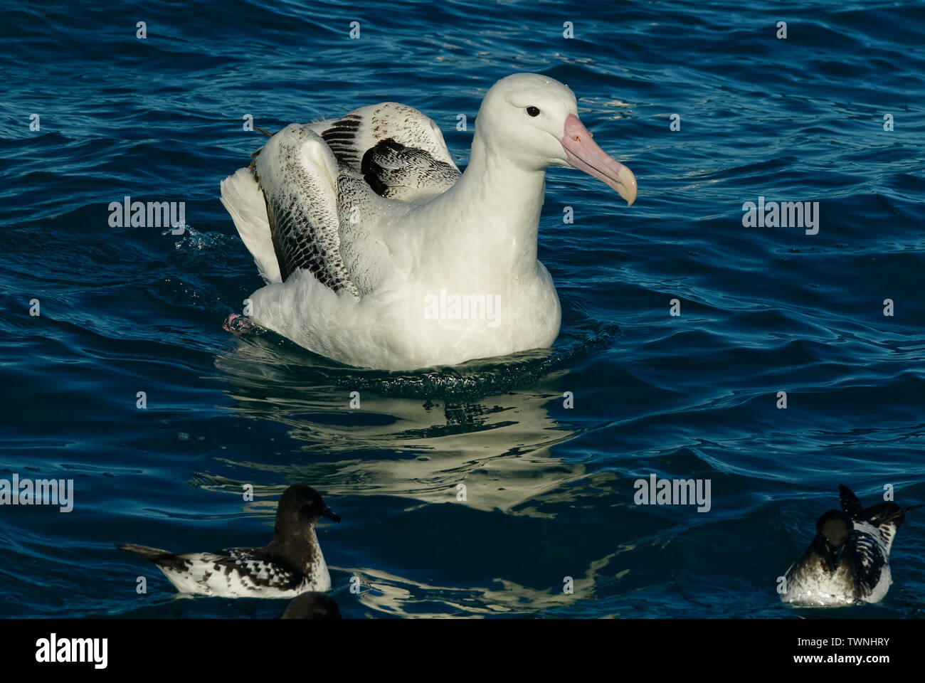 The majestic great albatross at rest on the sea surface Stock Photo - Alamy