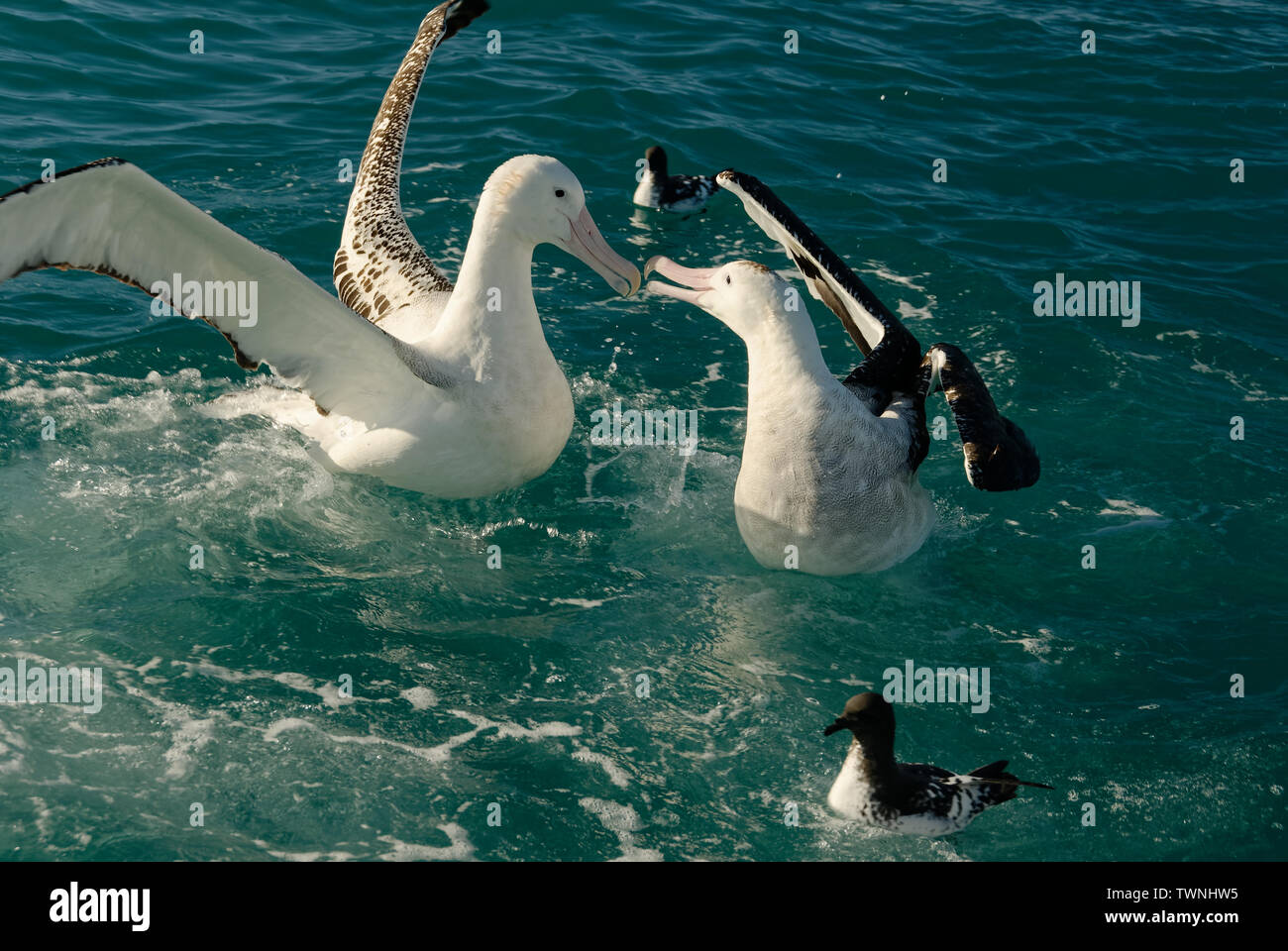 Squabbling albatrosses on the sea's surface Stock Photo - Alamy