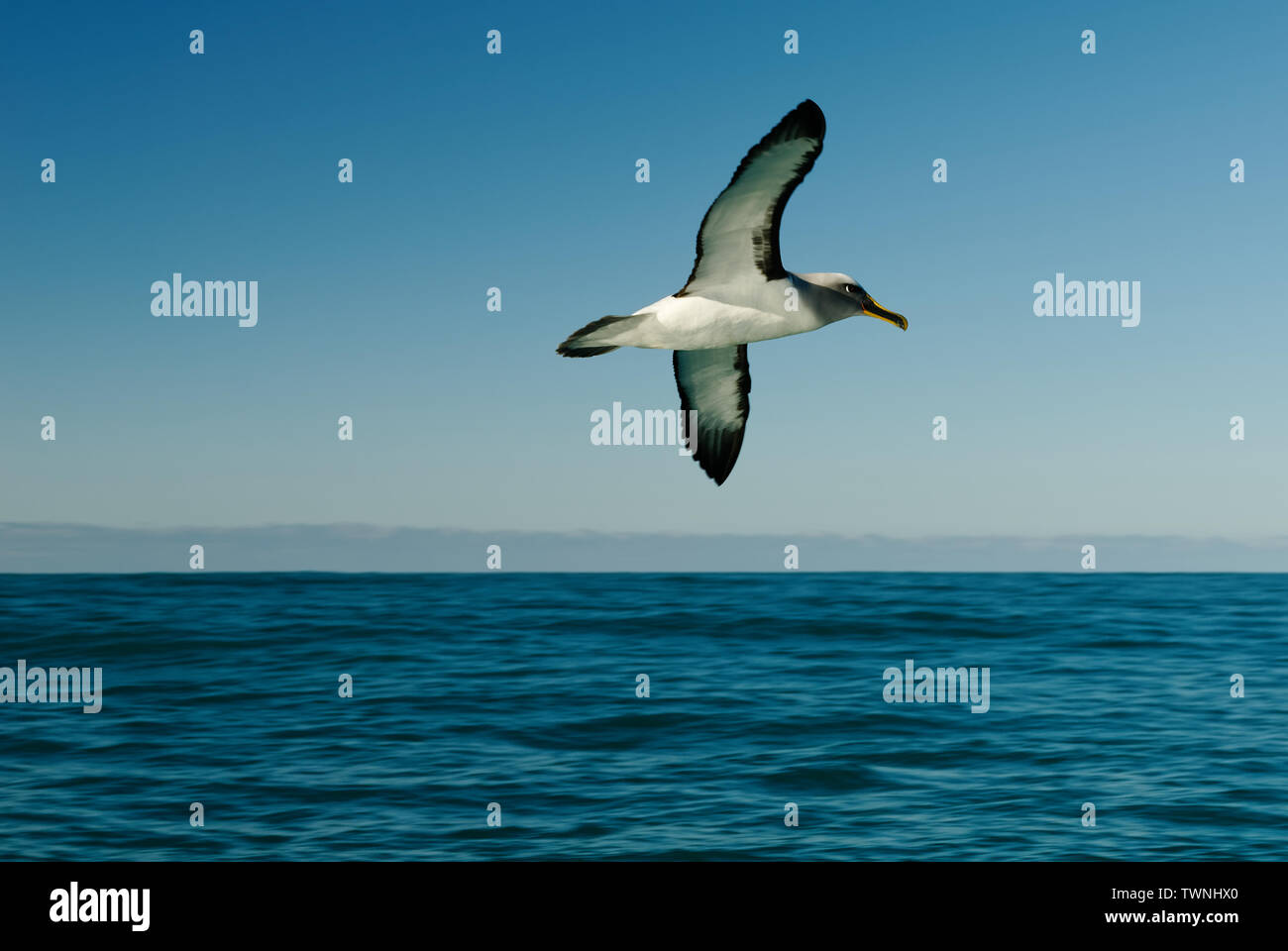 Flying albatross hi-res stock photography and images - Alamy