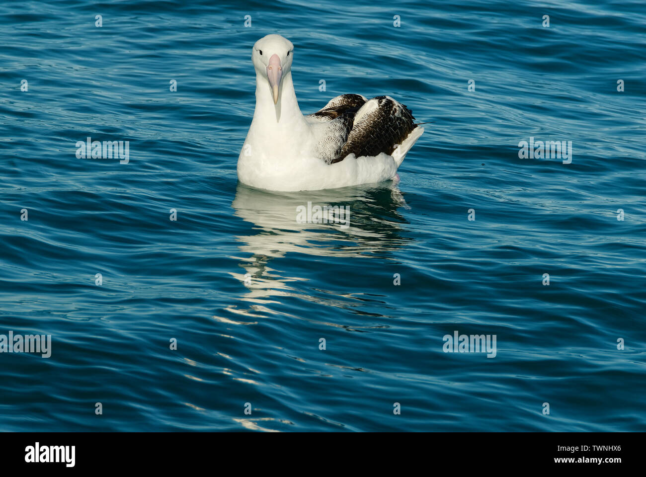 A floating albatross on a dark blue ocean Stock Photo - Alamy