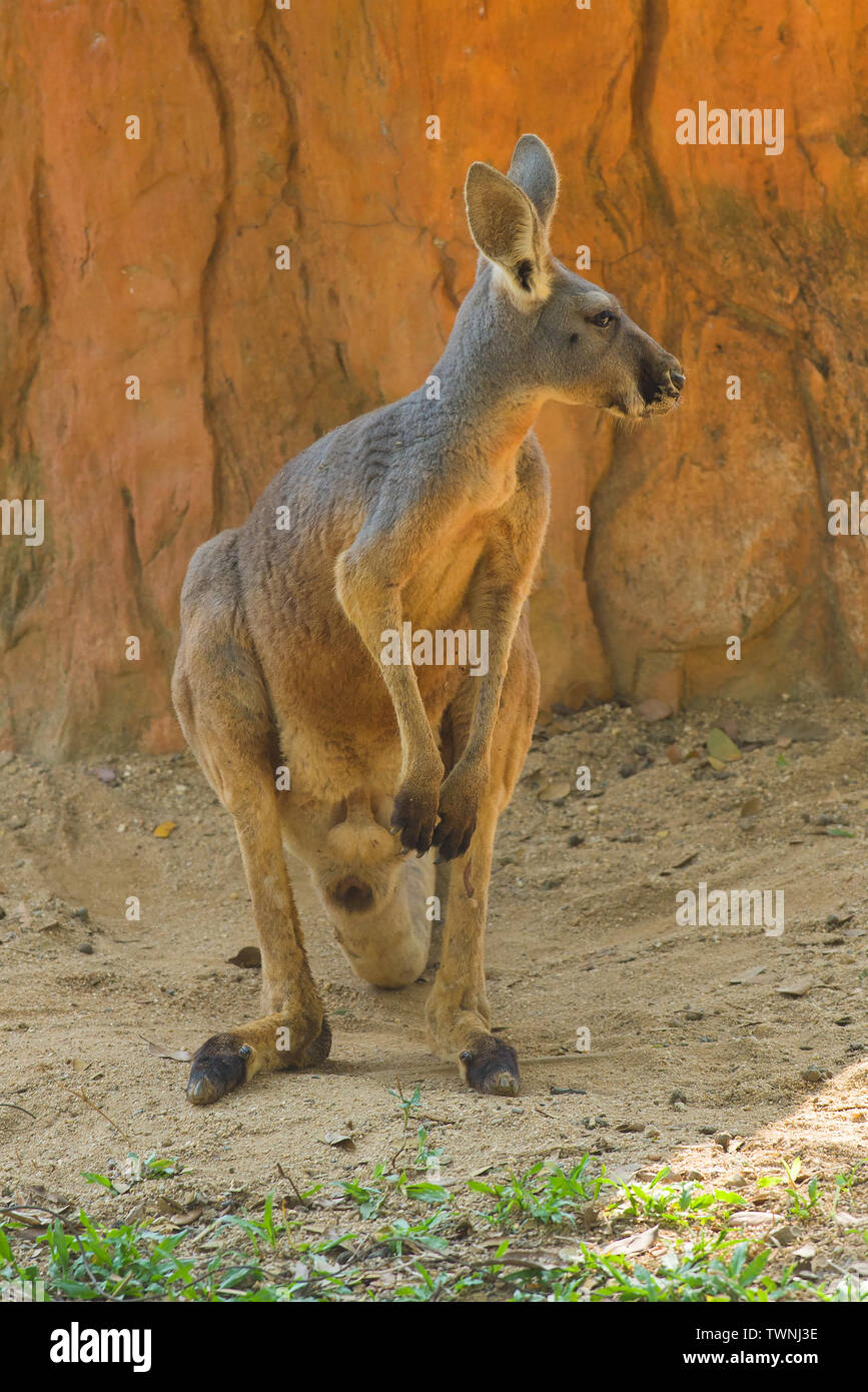 The sitting big red kangaroo (Macropus Rufus) close up Stock Photo - Alamy