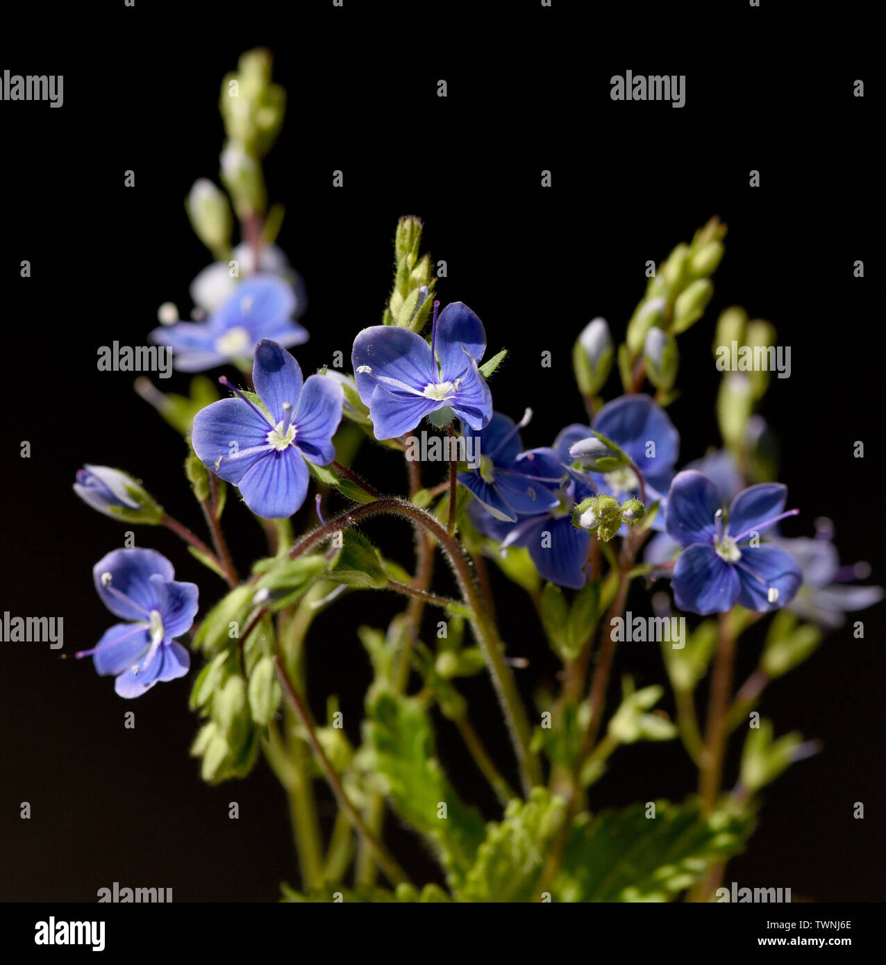 Ehrenpreis blume hi-res stock photography and images - Alamy