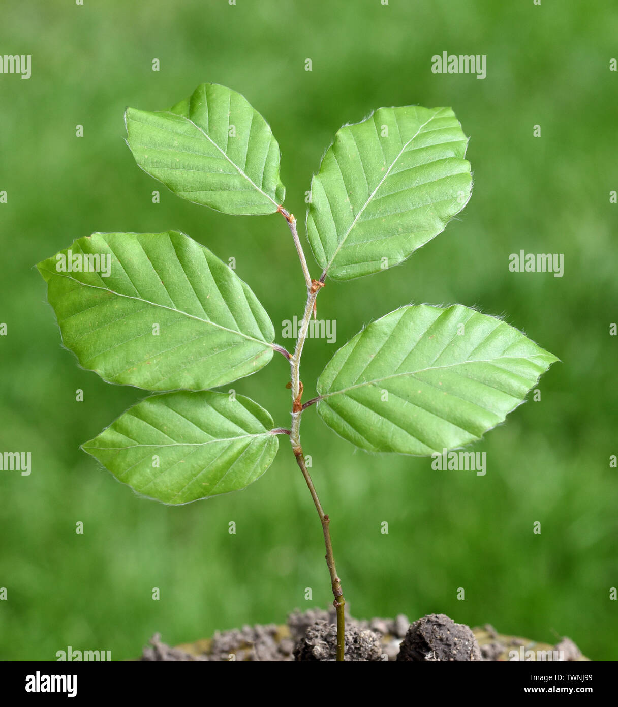 Hainbuche, Carpinus, betulus Stock Photo - Alamy