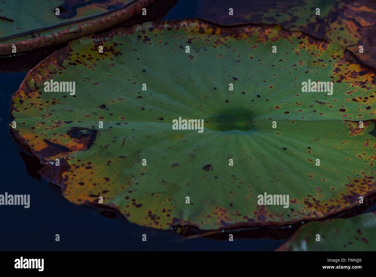 Altai trees up close hi-res stock photography and images - Alamy